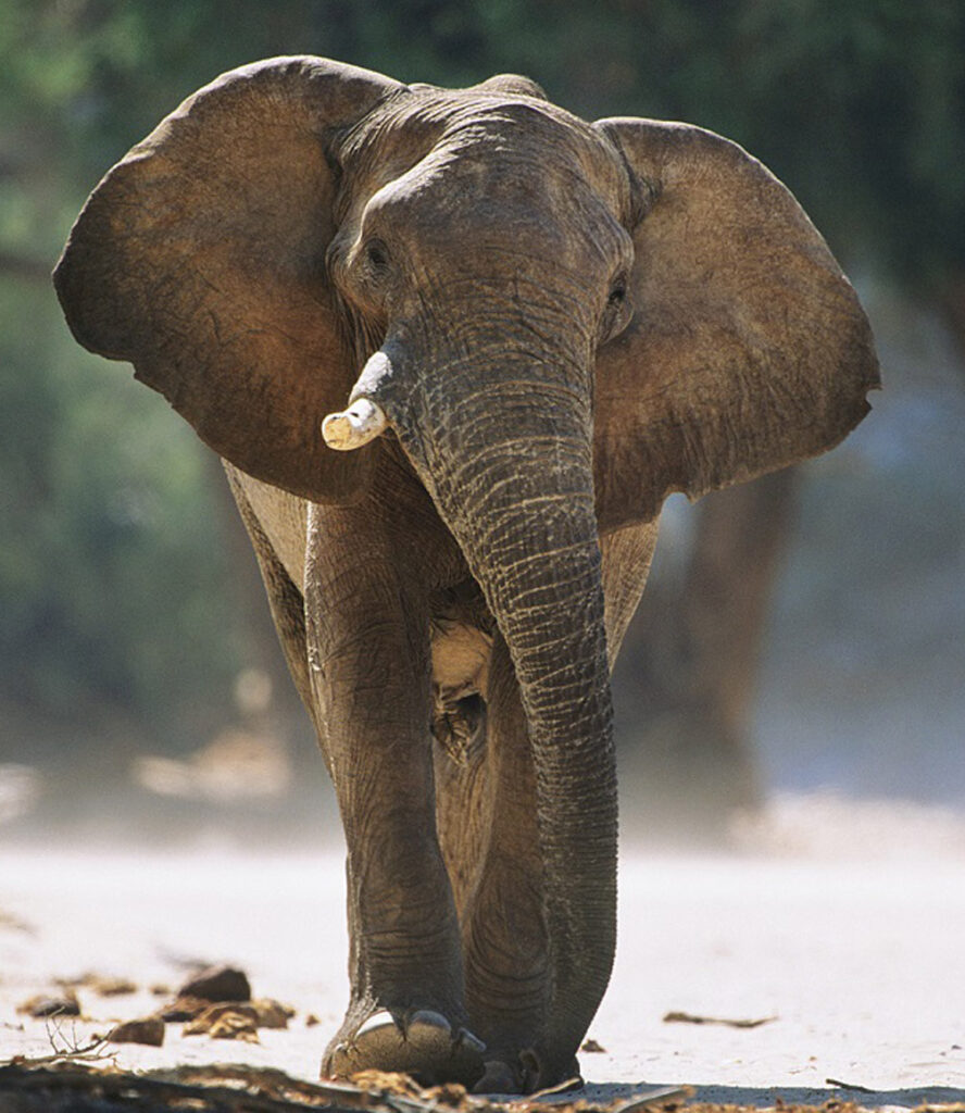 African Wildlife Foundation - conserving Africa's natural wealth of ...