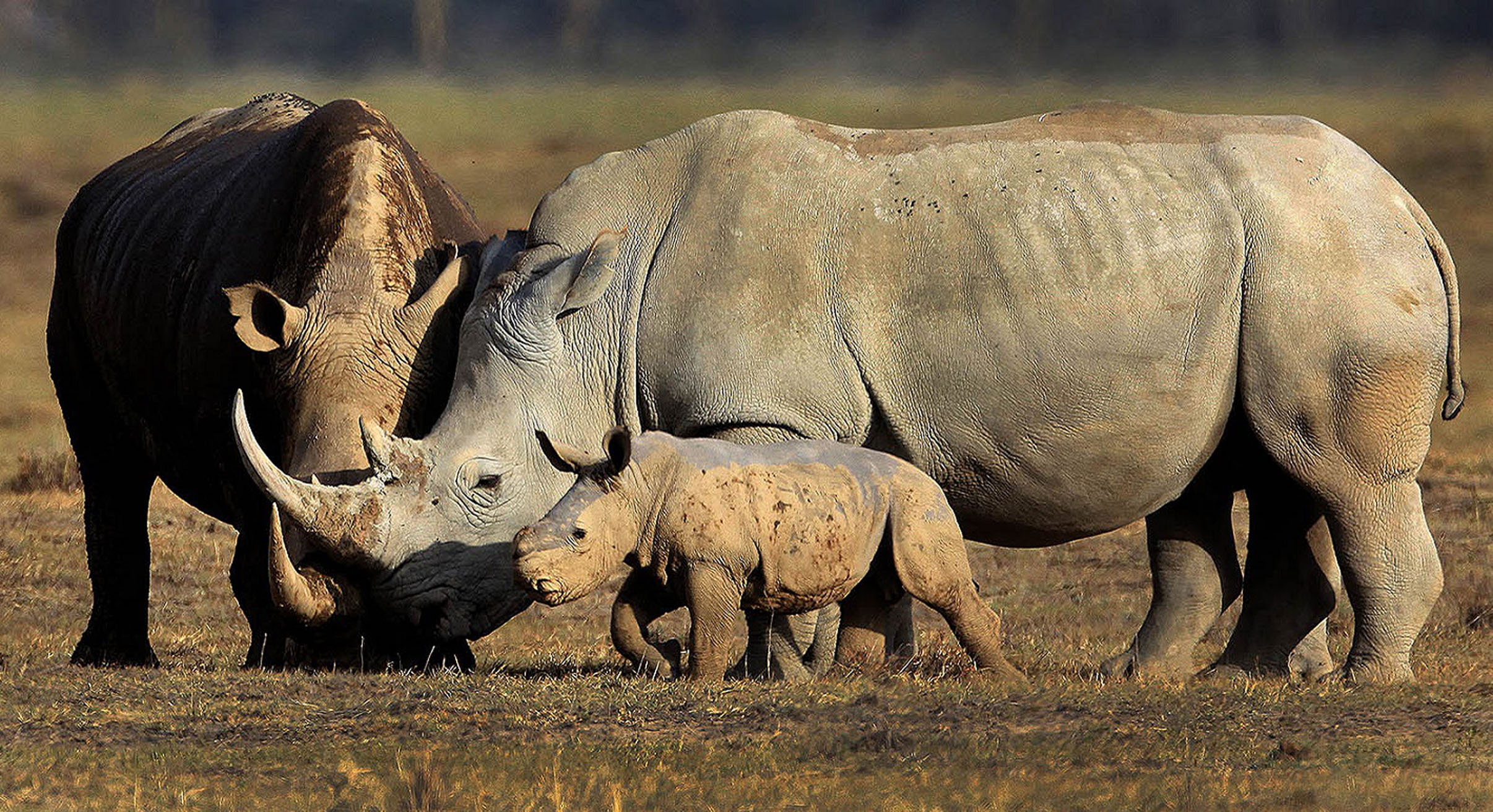 African Wildlife Foundation - conserving Africa's natural wealth of ...