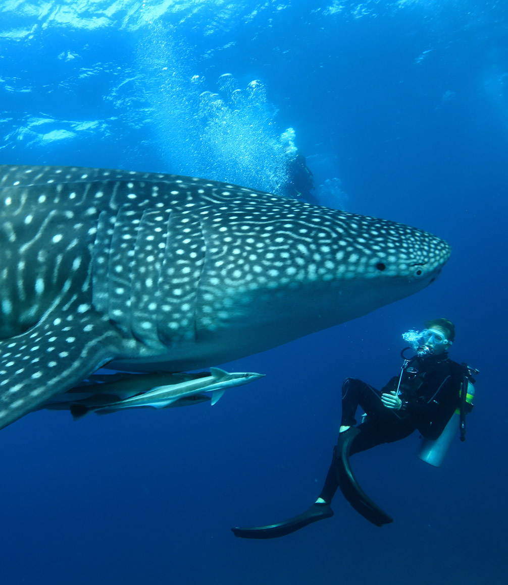 Best Maldives diving holidays - Explorations Company