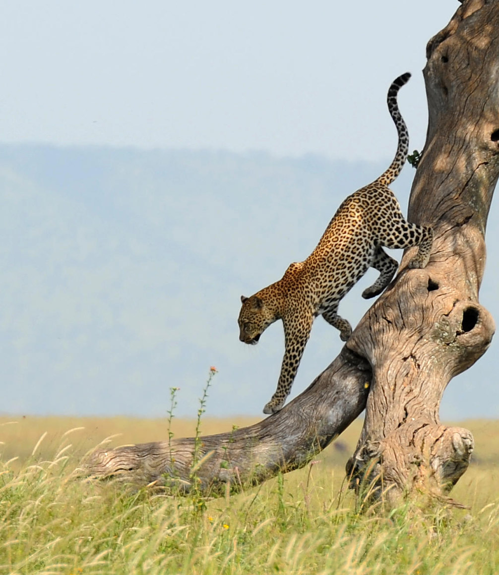 Private Jet Safari in Africa - Explorations Company