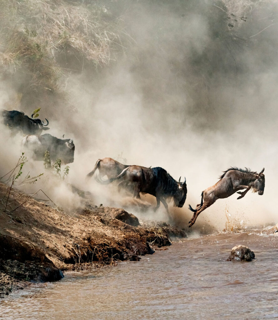 Great Migration Safari - An Experts Guide | Explorations Co