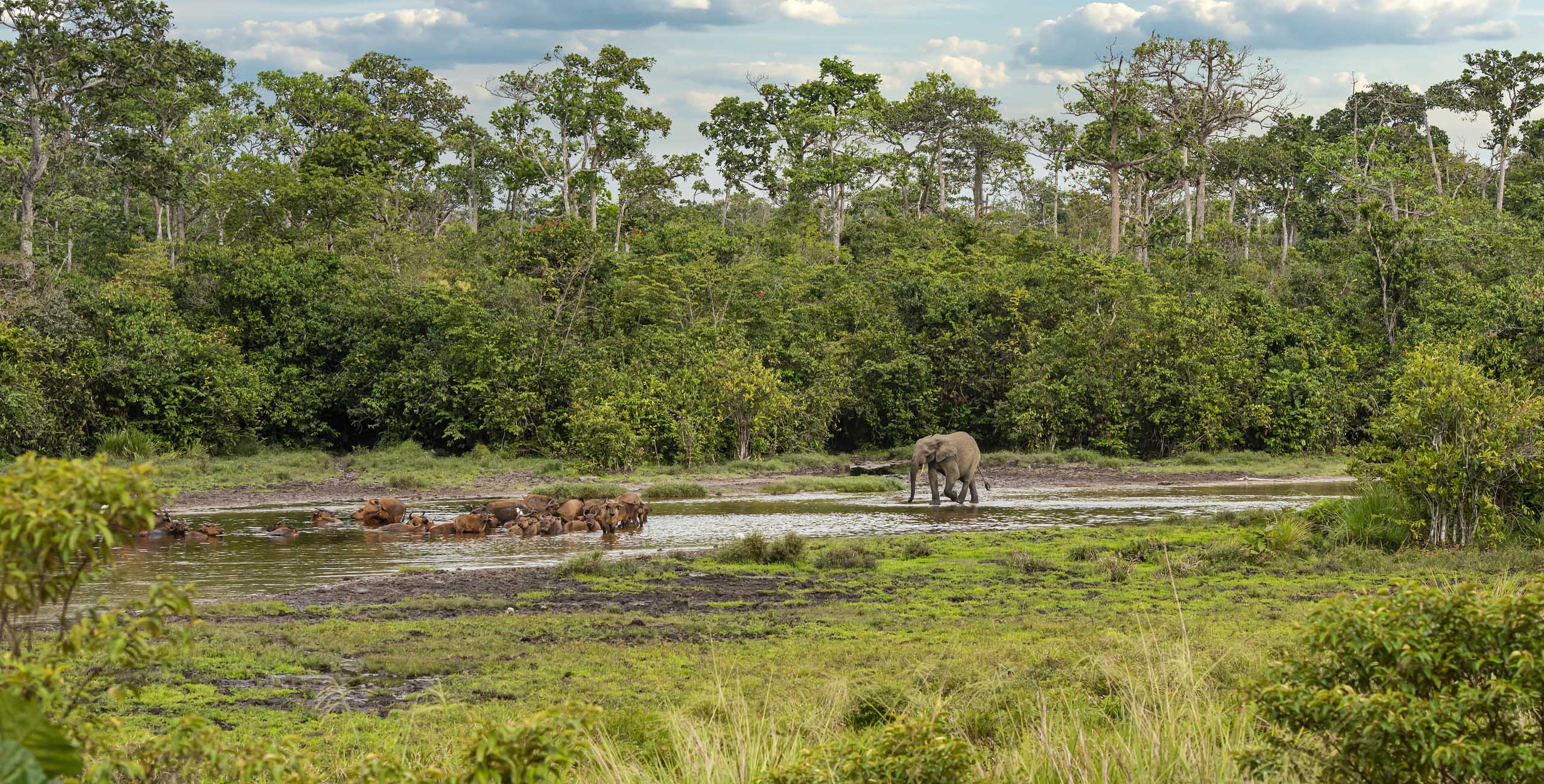 Gabon Safaris: Pioneering Wildlife Adventures - Explorations Co